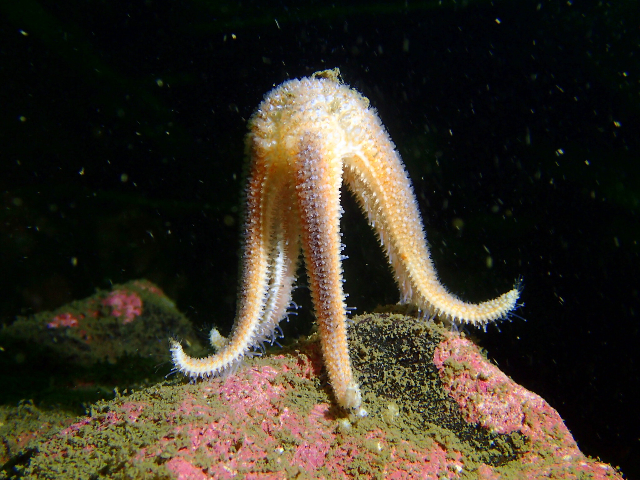 Photographs – Ellon Sub-Aqua Club